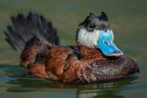 Invasive Non-Native Animal Species in the UK - Nature Roamer