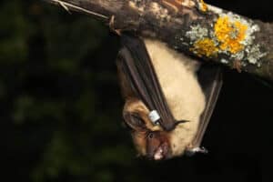 UK Native Mammals: A Closer Look - Nature Roamer