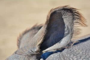 The Mighty Rhinoceros: Exploring Rhino Diversity - Nature Roamer