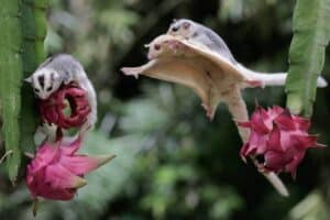 Gliding Animal Species & Their Adaptations - Nature Roamer