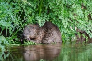 UK Native Mammals: A Closer Look - Nature Roamer