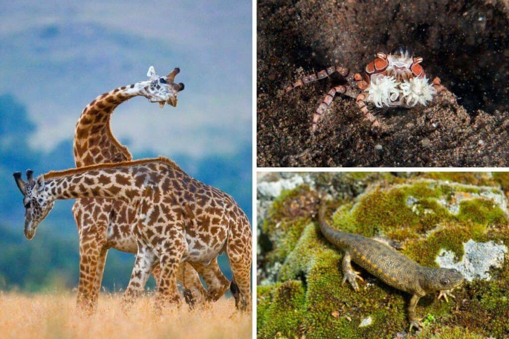 Biomimicry: Animal-Inspired Inventions - Nature Roamer