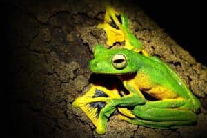 Gliding Animal Species & Their Adaptations - Nature Roamer