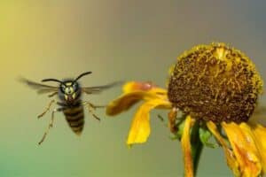 Insect Intelligence: Exploring their Cognitive Abilities - Nature Roamer