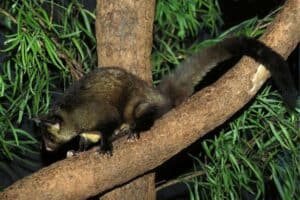 Gliding Animal Species & Their Adaptations - Nature Roamer