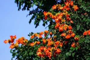 African Safari Tree Species: A Deep Dive - Nature Roamer