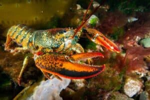 Lobster Complete Guide (Anatomy, Life Cycle, Species) - Nature Roamer