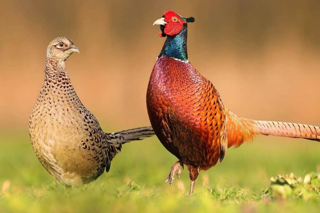 Sexual Dimorphism in the Animal Kingdom - Nature Roamer