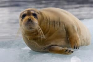 Seal Species Diversity & Adaptations: A Closer Look - Nature Roamer