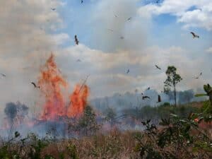 Birds that Use Wildfires to Their Advantage - Nature Roamer