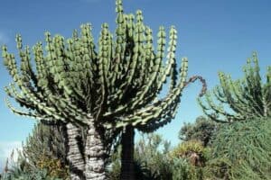 African Safari Tree Species: A Deep Dive - Nature Roamer