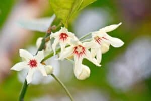 African Safari Tree Species: A Deep Dive - Nature Roamer