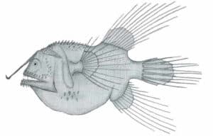 Sea Oddities: Exploring Unusual Fish Species - Nature Roamer