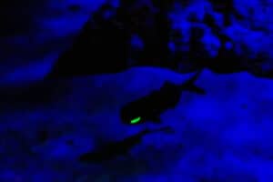 Sea Oddities: Exploring Unusual Fish Species - Nature Roamer