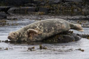 Seal Species Diversity & Adaptations: A Closer Look - Nature Roamer