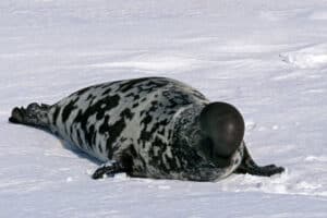 Seal Species Diversity & Adaptations: A Closer Look - Nature Roamer