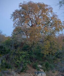 African Safari Tree Species: A Deep Dive - Nature Roamer