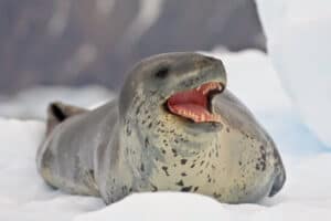 Seal Species Diversity & Adaptations: A Closer Look - Nature Roamer