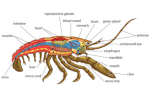 Lobster Complete Guide (Anatomy, Life Cycle, Species) - Nature Roamer