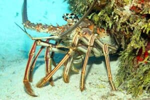 Lobster Complete Guide (Anatomy, Life Cycle, Species) - Nature Roamer