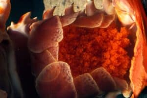 Lobster Complete Guide (Anatomy, Life Cycle, Species) - Nature Roamer