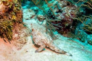 Sea Oddities: Exploring Unusual Fish Species - Nature Roamer