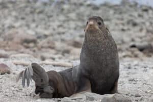 Seal Species Diversity & Adaptations: A Closer Look - Nature Roamer