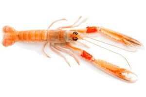 Lobster Complete Guide (Anatomy, Life Cycle, Species) - Nature Roamer