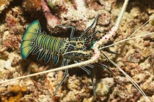 Lobster Complete Guide (Anatomy, Life Cycle, Species) - Nature Roamer