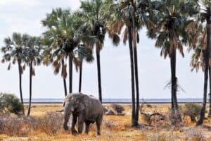African Safari Tree Species: A Deep Dive - Nature Roamer