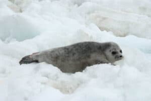 Seal Species Diversity & Adaptations: A Closer Look - Nature Roamer