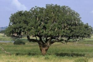 African Safari Tree Species: A Deep Dive - Nature Roamer