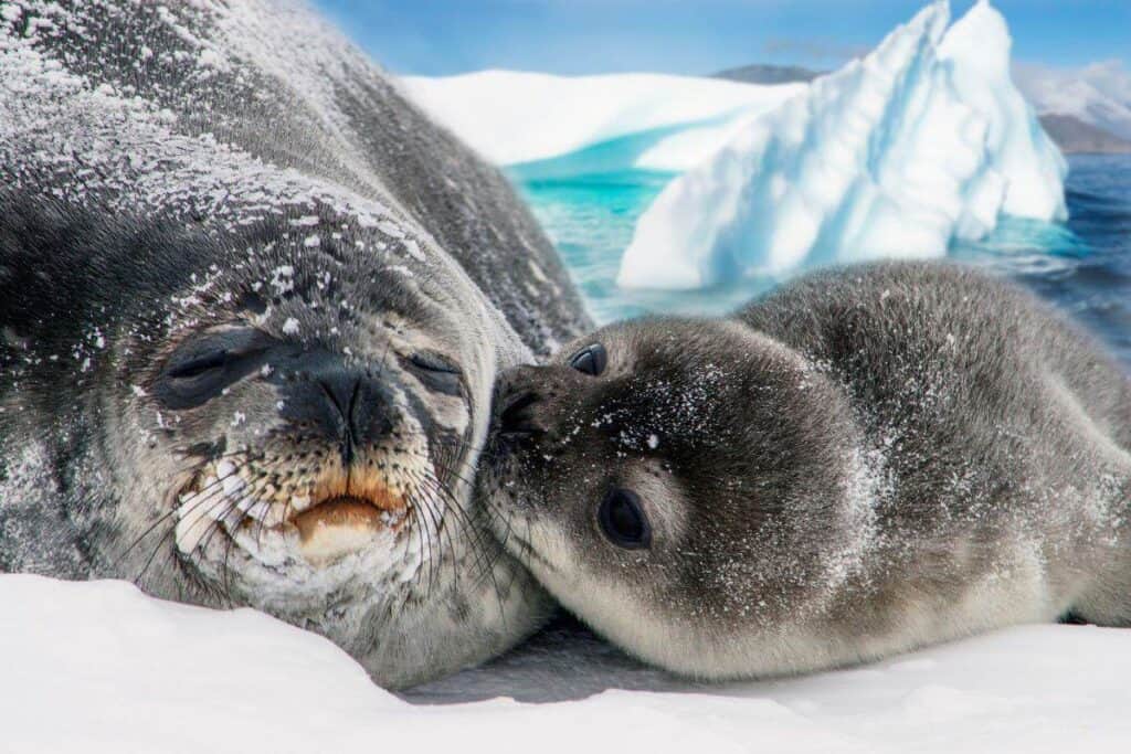 Seal Species Diversity & Adaptations: A Closer Look - Nature Roamer