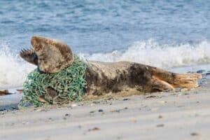 Seal Species Diversity & Adaptations: A Closer Look - Nature Roamer