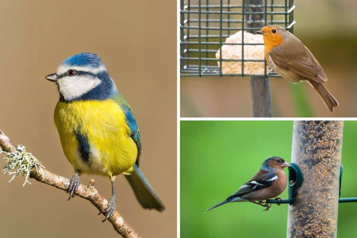 Common UK Garden Bird Species Nature Roamer