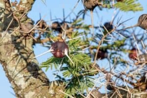 African Safari Tree Species: A Deep Dive - Nature Roamer