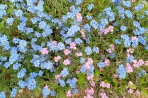 Extremophytes: Plants that Flourish in Extreme Conditions - Nature Roamer