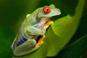 Tree-Dwelling Frogs & Their Adaptations - Nature Roamer