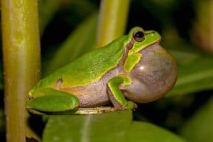 Tree-Dwelling Frogs & Their Adaptations - Nature Roamer