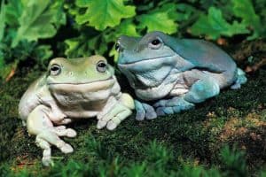 Tree-Dwelling Frogs & Their Adaptations - Nature Roamer