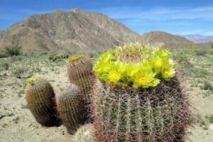 Extremophytes: Plants that Flourish in Extreme Conditions - Nature Roamer