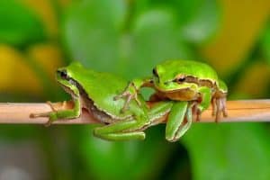 Tree-Dwelling Frogs & Their Adaptations - Nature Roamer