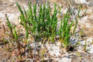 Extremophytes: Plants that Flourish in Extreme Conditions - Nature Roamer