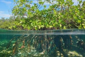 Extremophytes: Plants that Flourish in Extreme Conditions - Nature Roamer