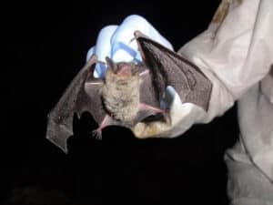 Exploring North American Bat Diversity - Nature Roamer