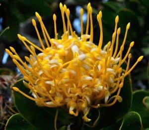 Exploring Fynbos Flora (Species, Adaptations, & Conservation) - Nature ...