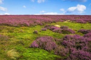 Extremophytes: Plants that Flourish in Extreme Conditions - Nature Roamer
