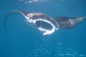 Wonders of Plankton: Tiny Organisms, Huge Impact - Nature Roamer