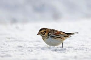 Arctic Birds: Masters of Survival (Species & Adaptations) - Nature Roamer