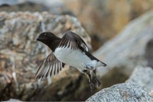 Arctic Birds: Masters of Survival (Species & Adaptations) - Nature Roamer